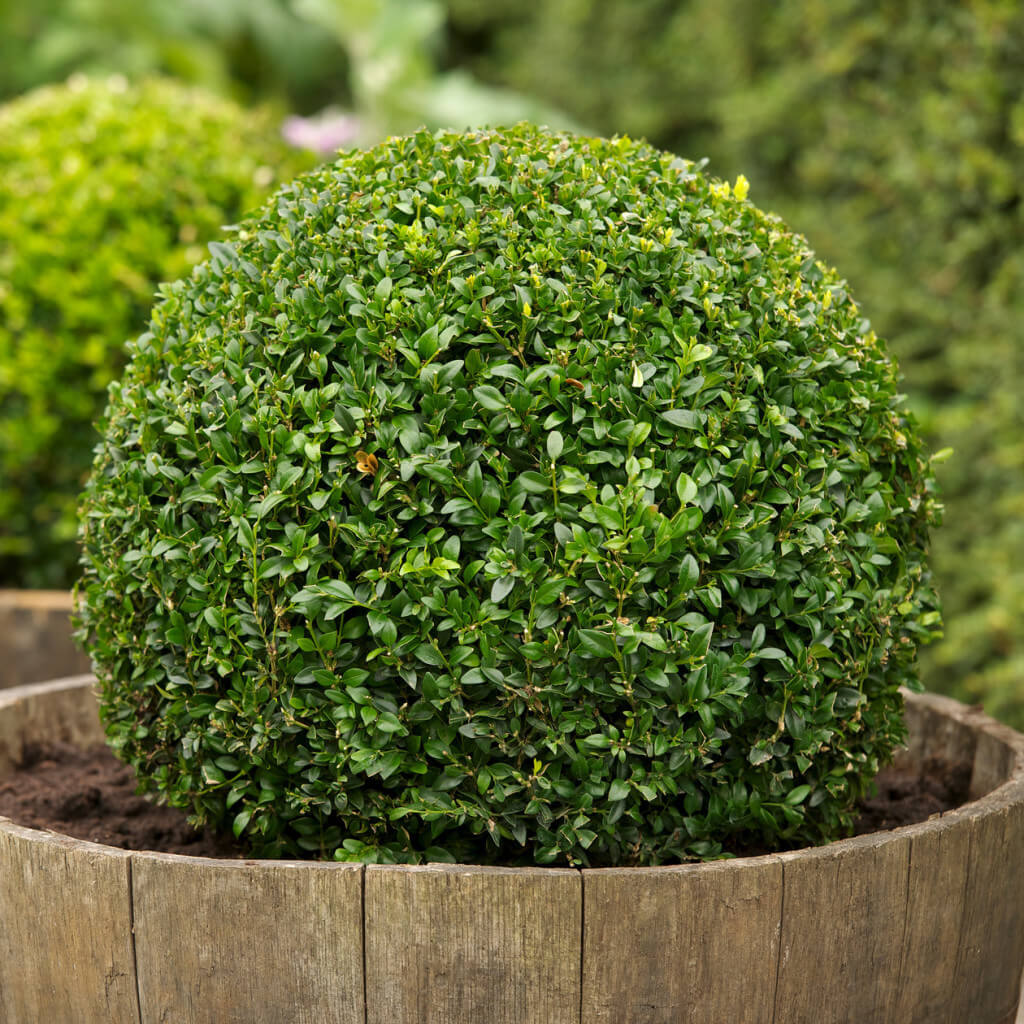 simsir-buxus-sempervirens - Rasadnik Ševar
