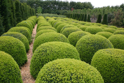 ukrasni-grmovi-simsir-buxus-semperviren-1 - Rasadnik Ševar