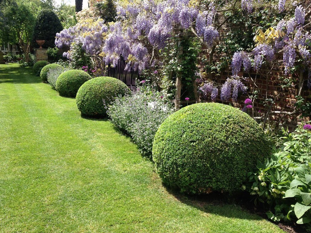 ukrasni-grmovi-simsir-buxus-semperviren-2 - Rasadnik Ševar