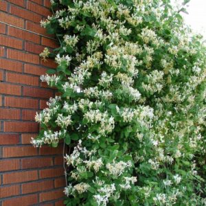 Puzavice - penjačice - Rasadnik Ševar