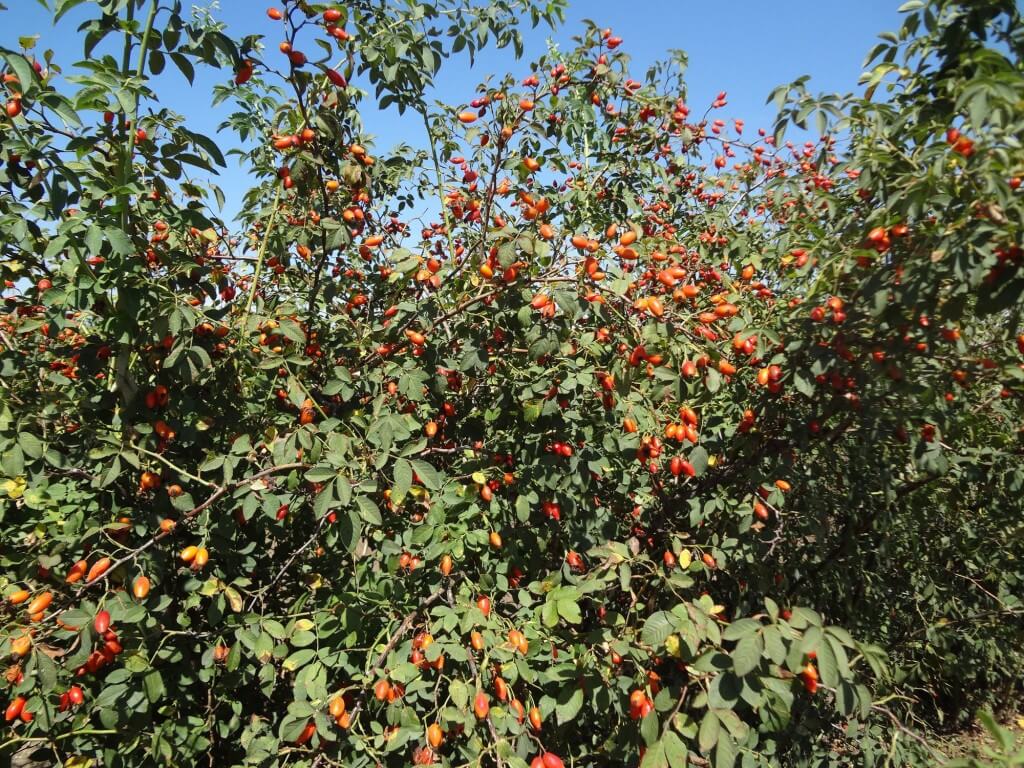 Šipak (Šipurak) - Rasadnik Ševar