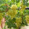 Stone sorte vinove loze - Rasadnik Ševar