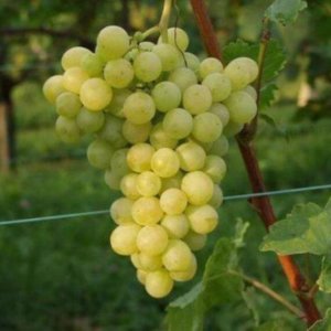 Demir Kapija-U saksiji - Rasadnik Ševar