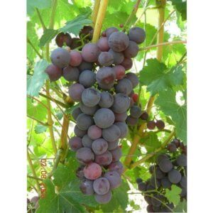 Stone sorte vinove loze - Rasadnik Ševar