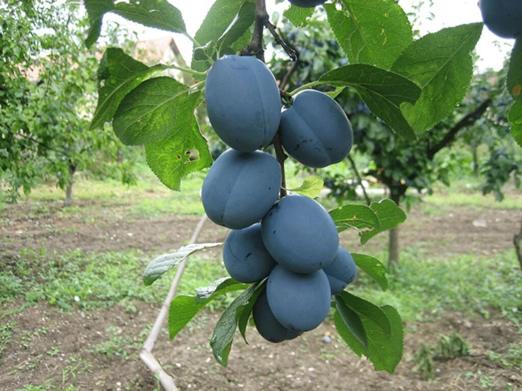 Šljiva Čačanska lepotica - Rasadnik Ševar