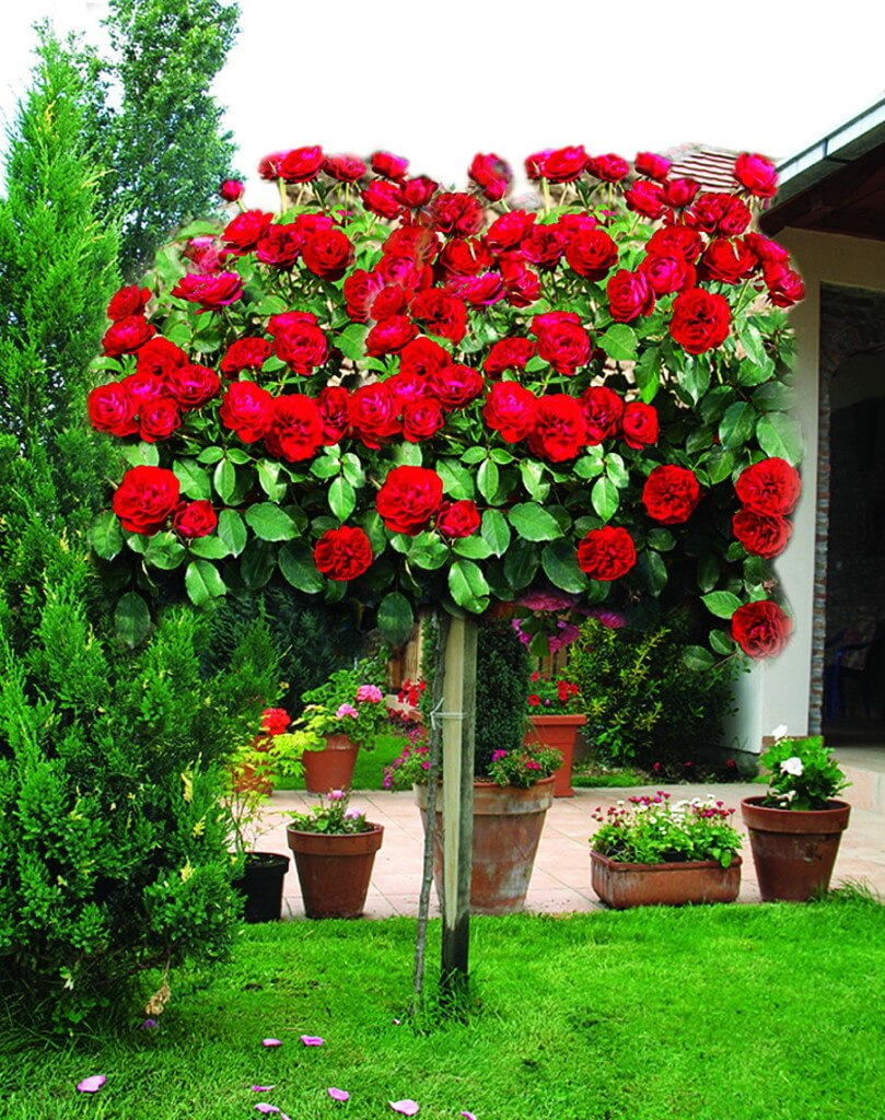 Stablašica Lavaglut - Rasadnik Ševar