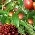 Južno voće - Rasadnik Ševar