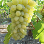 Stone sorte vinove loze - Rasadnik Ševar