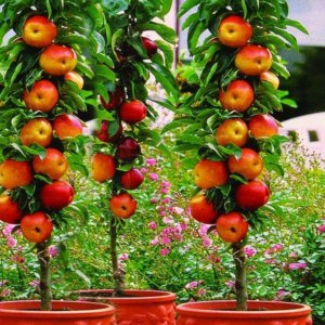 Stubaste jabuke - Rasadnik Ševar