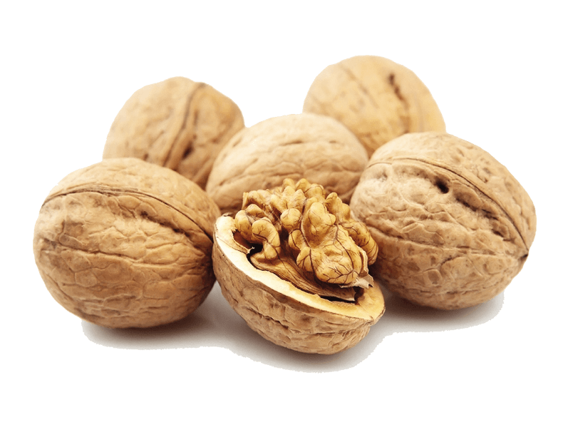 Orah Šejnovo - Rasadnik Ševar