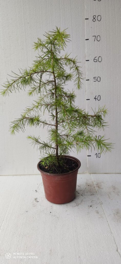 Himalajski kedar - Cedrus deodara - Rasadnik Ševar