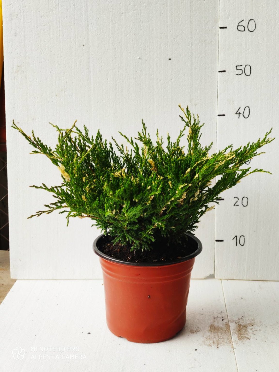 Juniperus horizontalis "Andorra compacta" - Rasadnik Ševar