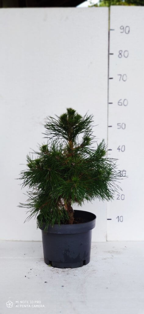 Pinus ocidropis - Japanski patuljasti bor - Rasadnik Ševar