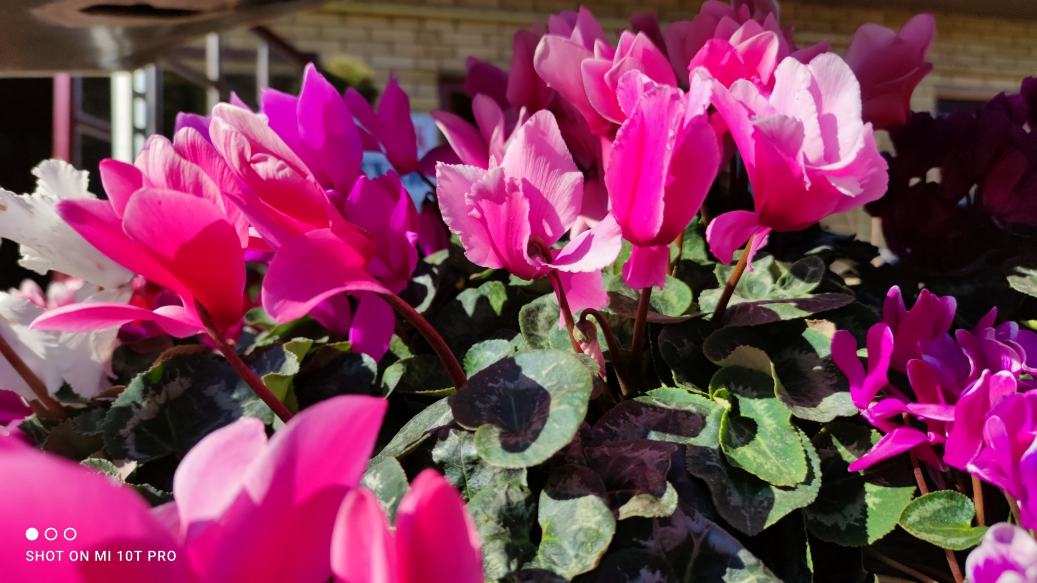 Ciklame - više boja - Rasadnik Ševar