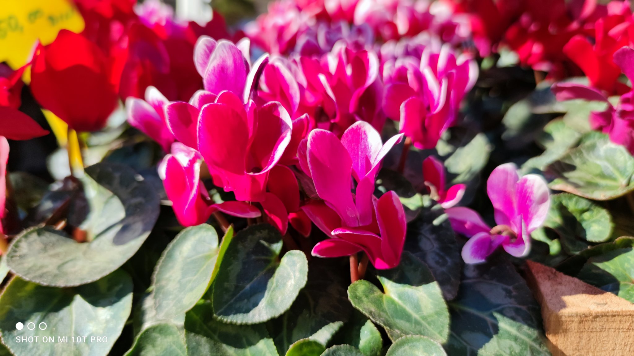 Ciklame - više boja - Rasadnik Ševar