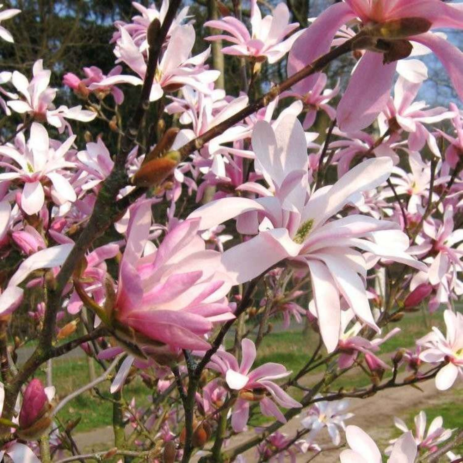 Magnolia Grandiflora - Zimzelena Magnolija 160 - 180cm - Rasadnik Ševar