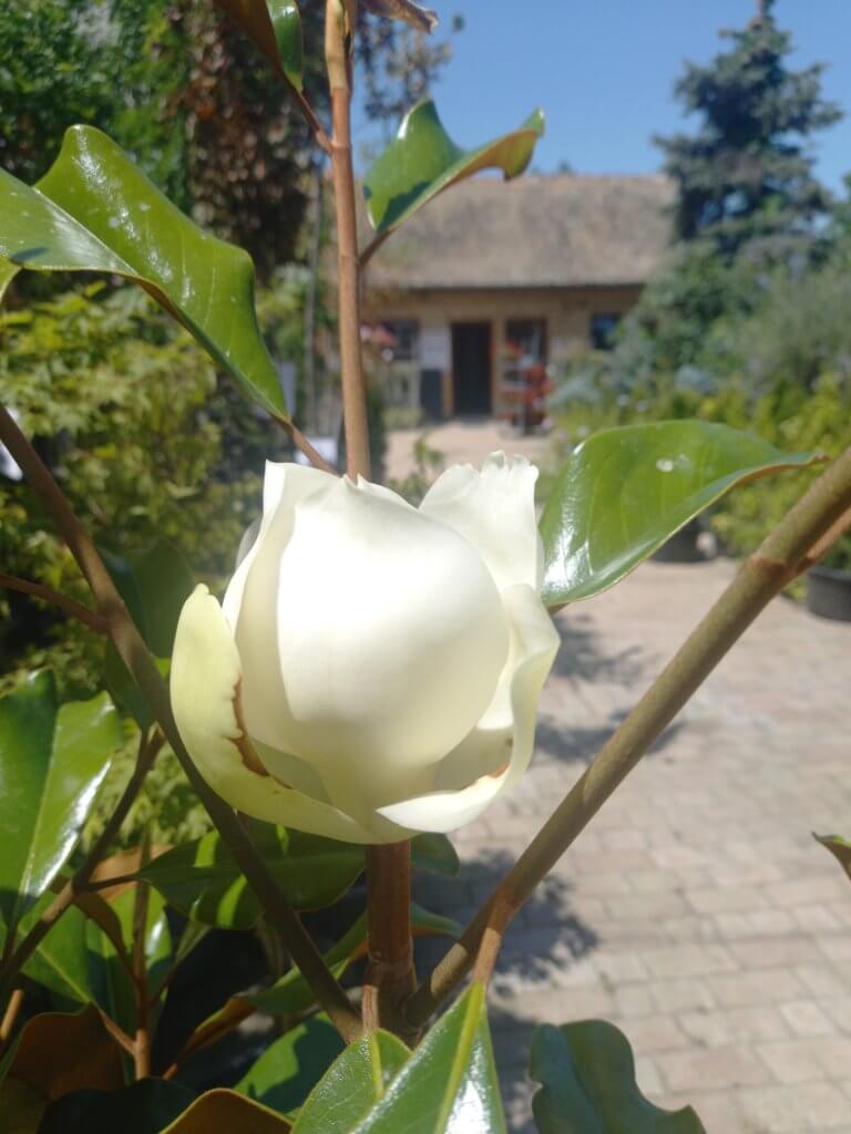 Magnolia Grandiflora - Zimzelena Magnolija 160 - 180cm - Rasadnik Ševar