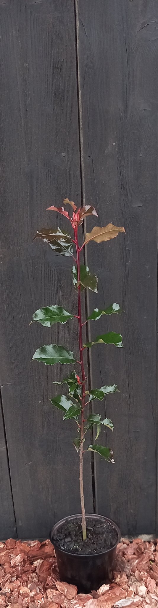 Photinia Fraseri Magical Volcano - Fotinija - Rasadnik Ševar