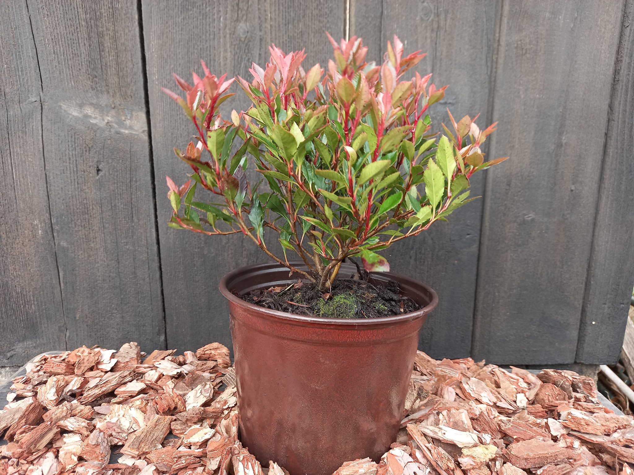 Fotinija Chicco - Rasadnik Ševar