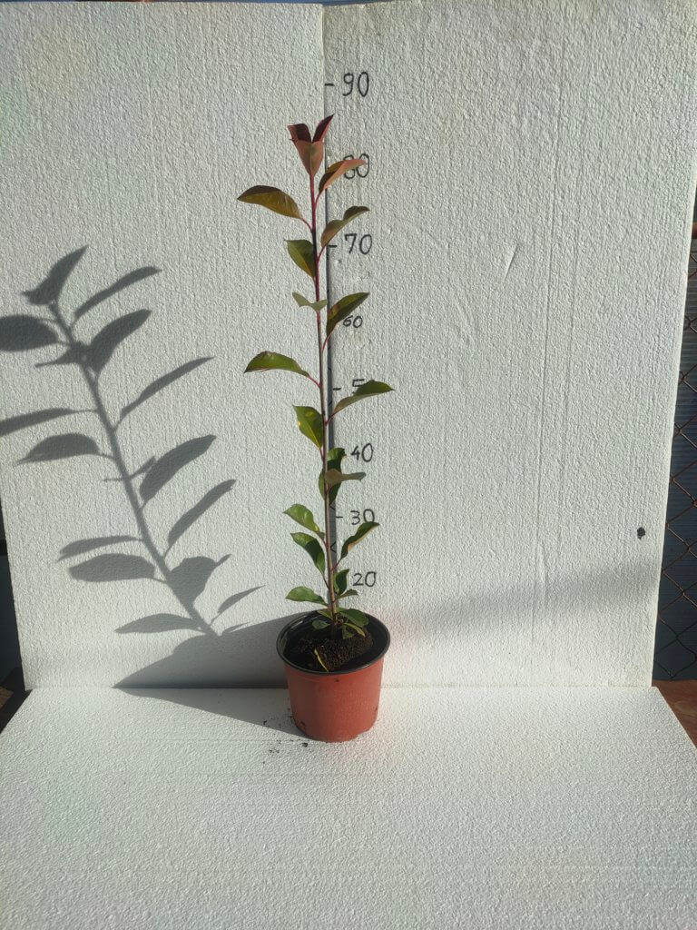 Photinia Fraseri Red Robin - Rasadnik Ševar