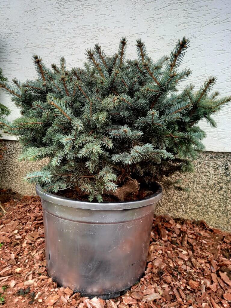 Kuglasta smrča Picea Pungens Glauca Globosa - Rasadnik Ševar