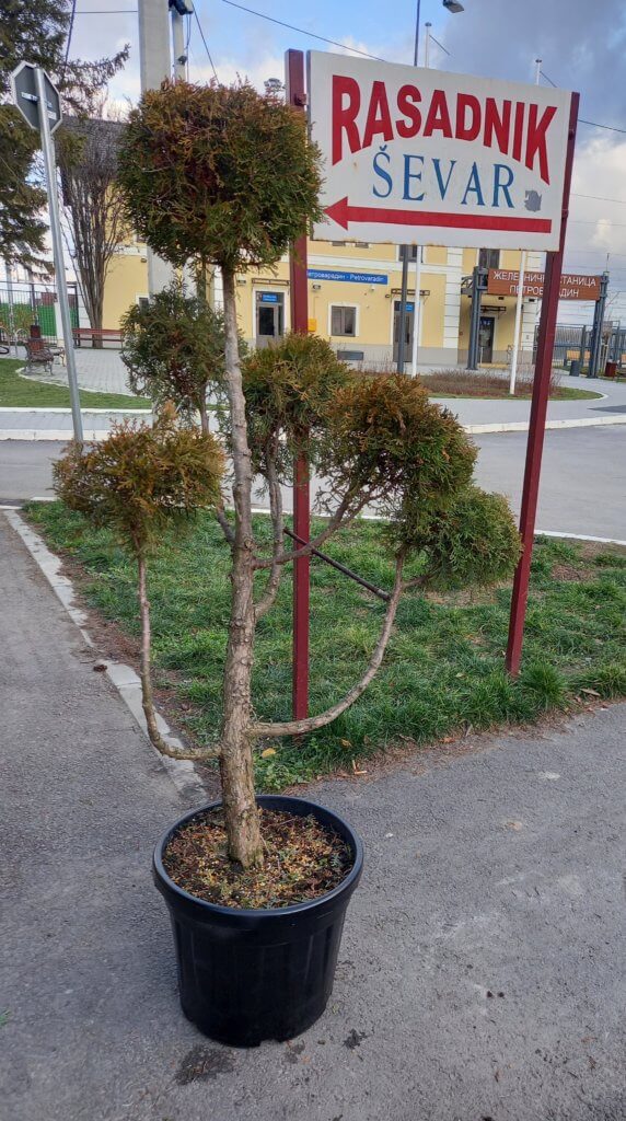 Topijar Rein Gold - Rasadnik Ševar