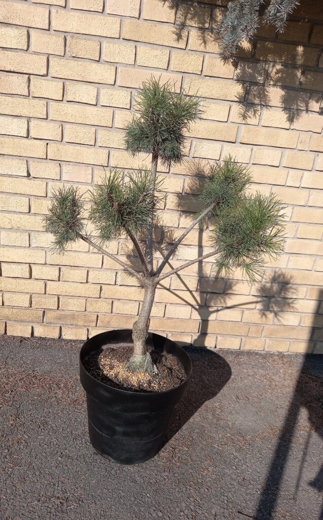 Bor pom pon 6 kugli - Rasadnik Ševar