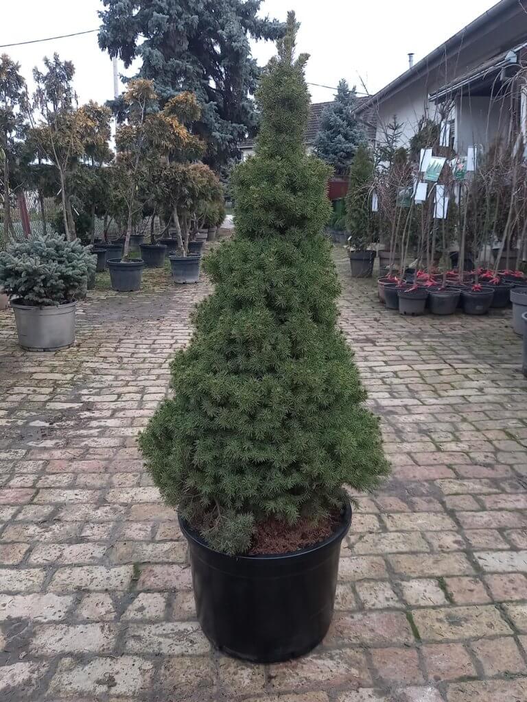 Patuljasta smrča Picea glauca ‘Conica’100-120cm - Rasadnik Ševar